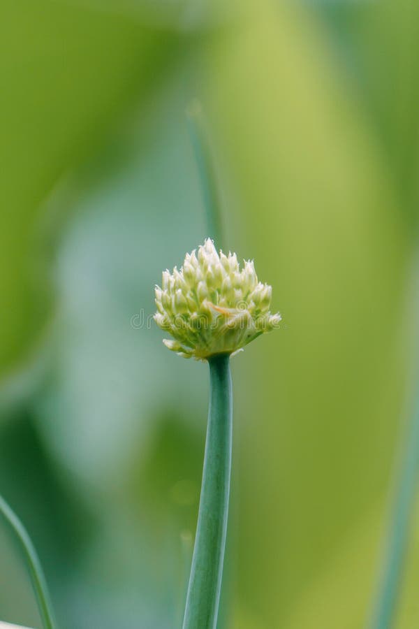 Small Buds of Onion Flower stock image. Image of beautifully - 233752215