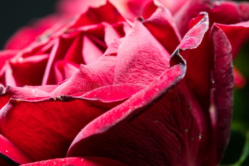 Small Buds of Red Roses with Water Drops Stock Image - Image of nature ...
