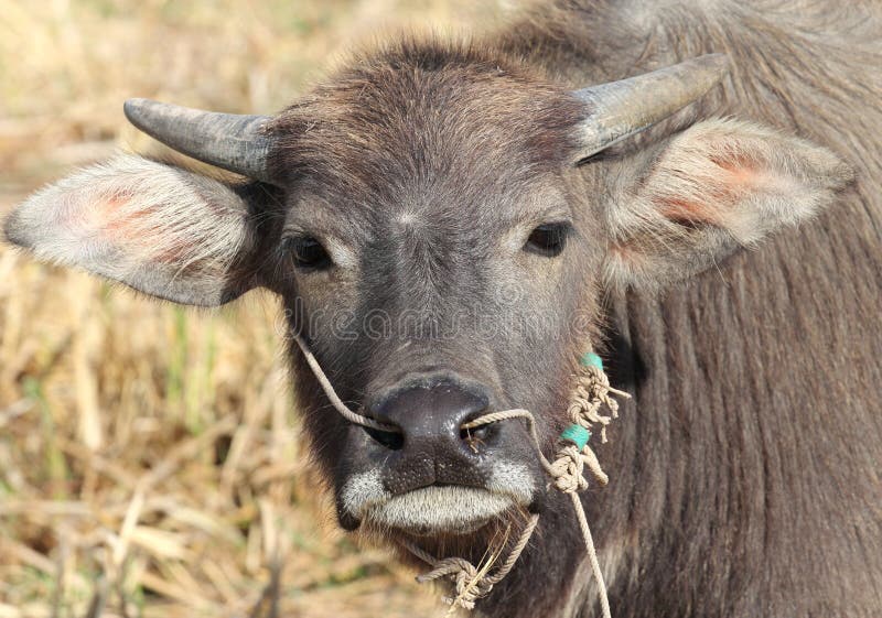 Small buffalo stock image. Image of heavy, asia, outdoor - 22729933