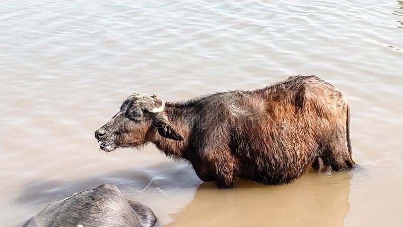 Small buffalo stock image. Image of heavy, asia, outdoor - 22729933