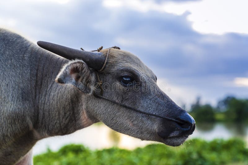 Small Buffalo with His Mother Standing on Green Grass Stock Image ...