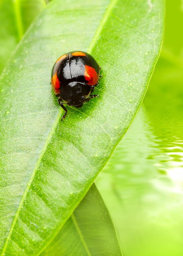 Spring Ladybug stock image. Image of wetness, ladybug, green - 686665