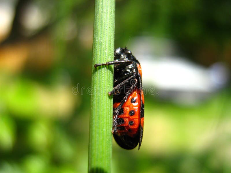 Small Bug Picture. Image: 4808422