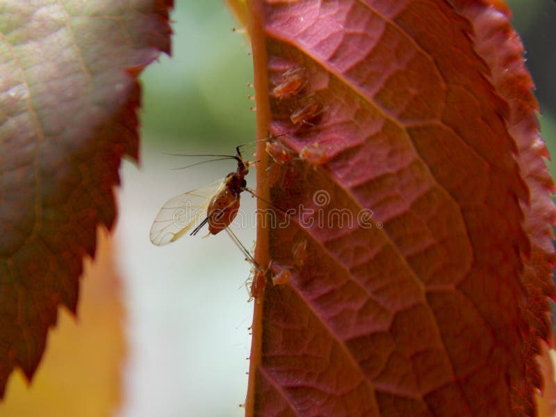 Small Bug on an Autumn Leaf Stock Photo - Image of insect, nature ...