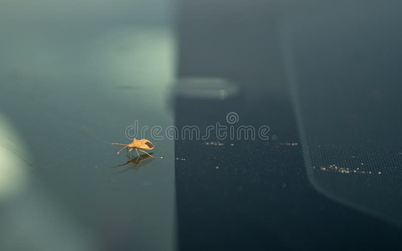 A Small Bug on a Car Windscreen Stock Image - Image of view, wildlife ...