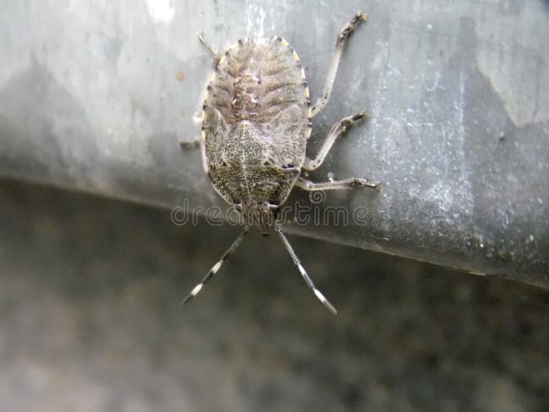Small Bug on Gray Sheet Metal Stock Image - Image of metal, insect ...