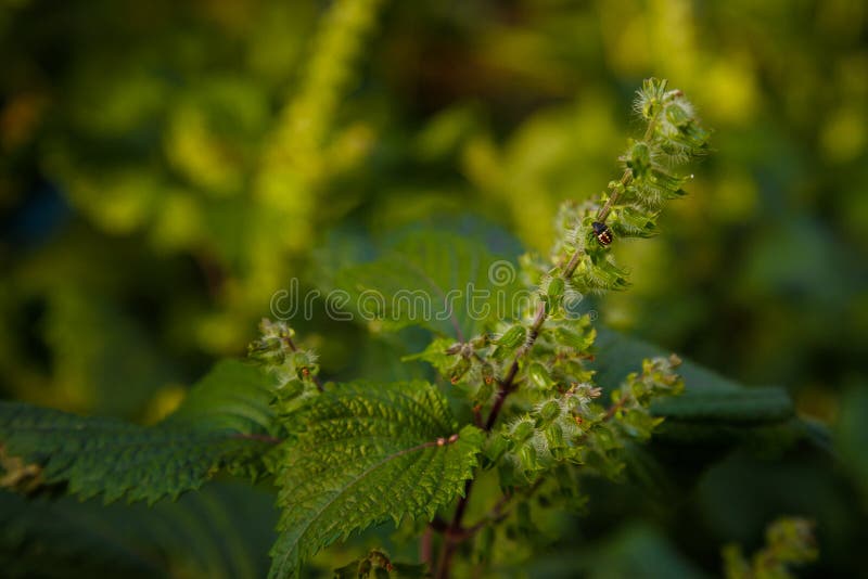 Soft Focused Close Up Shot of Burl, Burr, Parasite Fungi Caused Disease ...