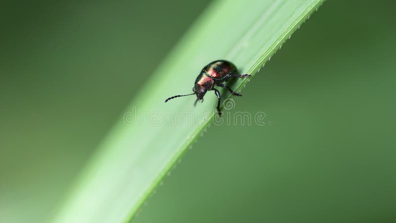 Small Black Beetle on a Leaf, Macro Photography, Little but Strong ...