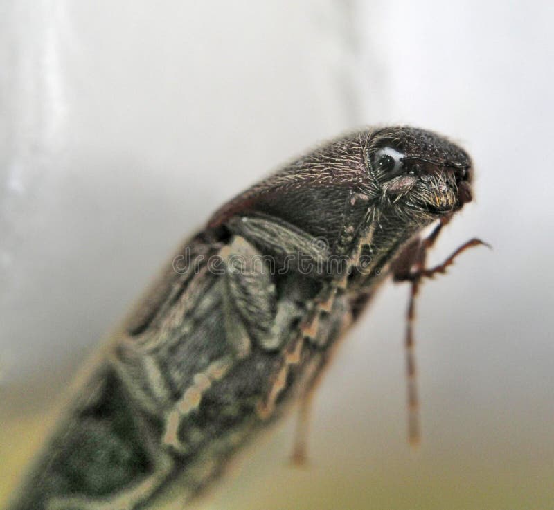Small bug macro stock image. Image of nature, legs, detail - 85367