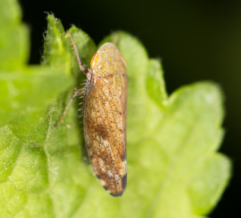 Small bug in nature. close stock photo. Image of forest - 90479230