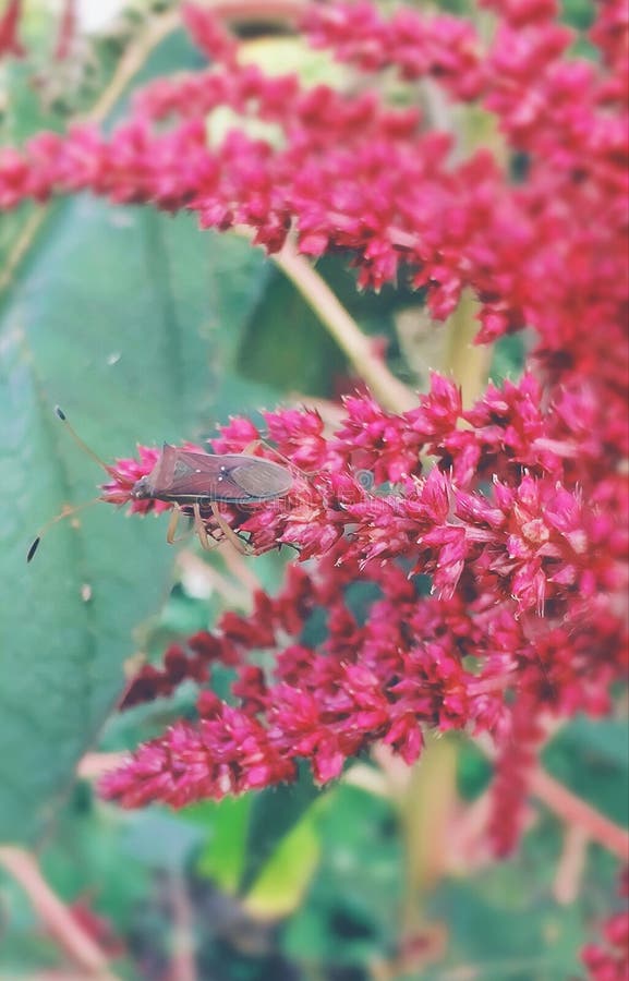 A Small Bug in a Pink Color Wild Flowers Stock Image - Image of green ...