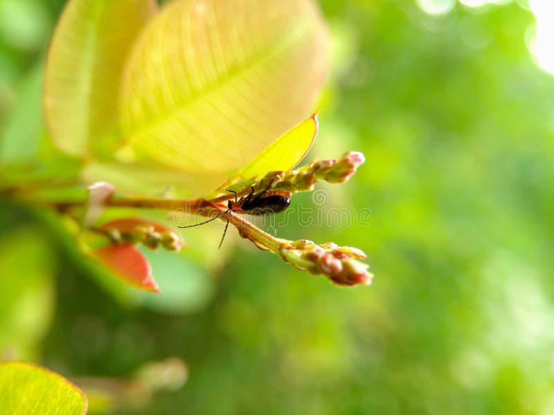 Small Bug on a Plant (tree) Branch, Macro Stock Photo - Image of macro ...