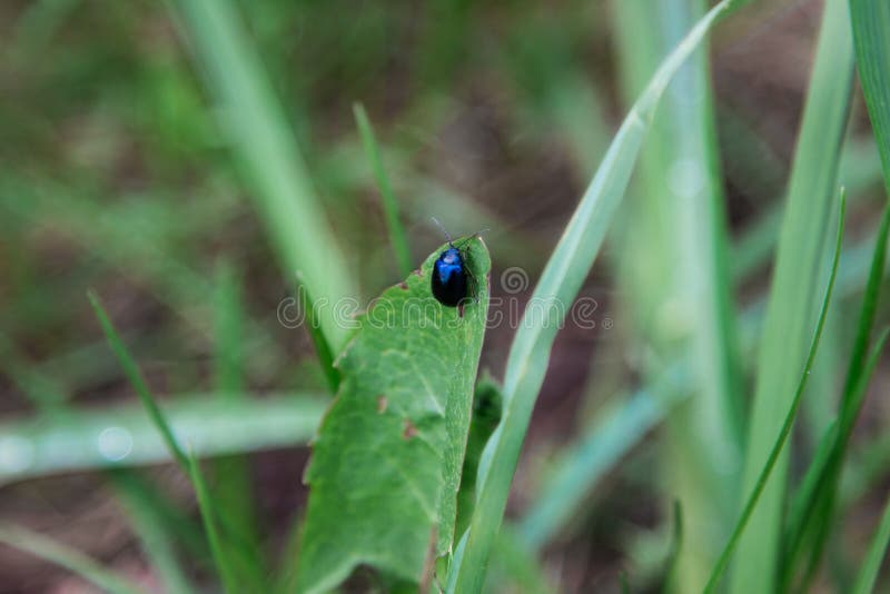 A Small Bug on a Green Blade of Grass Stock Photo - Image of insect ...
