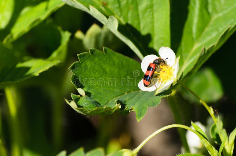 Small Bug Sits Strawberry Flower Stock Photos - Free & Royalty-Free ...
