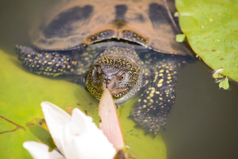 Small Bug Turtle Near Blooming Water Lily Stock Photo - Image of water ...