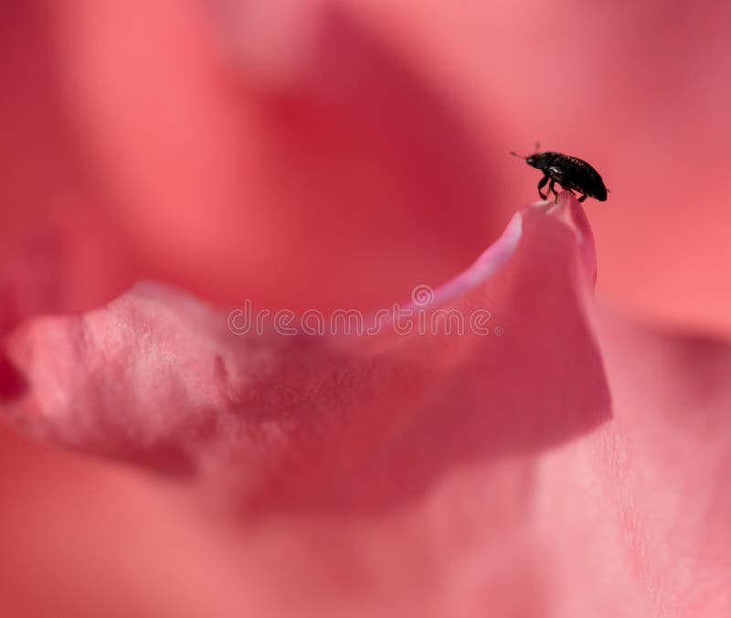 A Small Bug Perched on a Pink Petal Stock Photo - Image of beetle ...