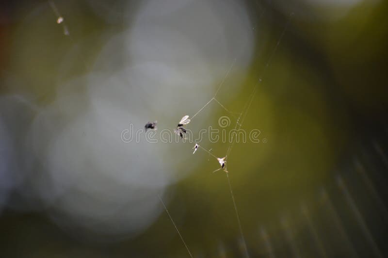 Small Bugs on a Spider S Web Stock Image - Image of invertebrate, light ...