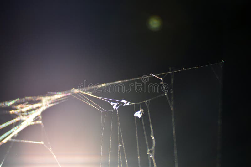 Small Bugs on a Spider S Web Stock Image - Image of line, water: 273254415