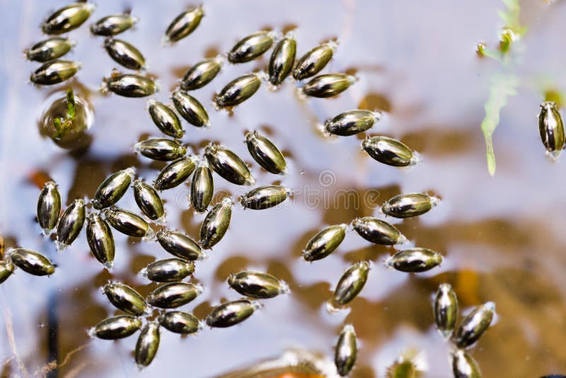 3,200 Water Bugs Photos - Free & Royalty-Free Stock Photos from Dreamstime