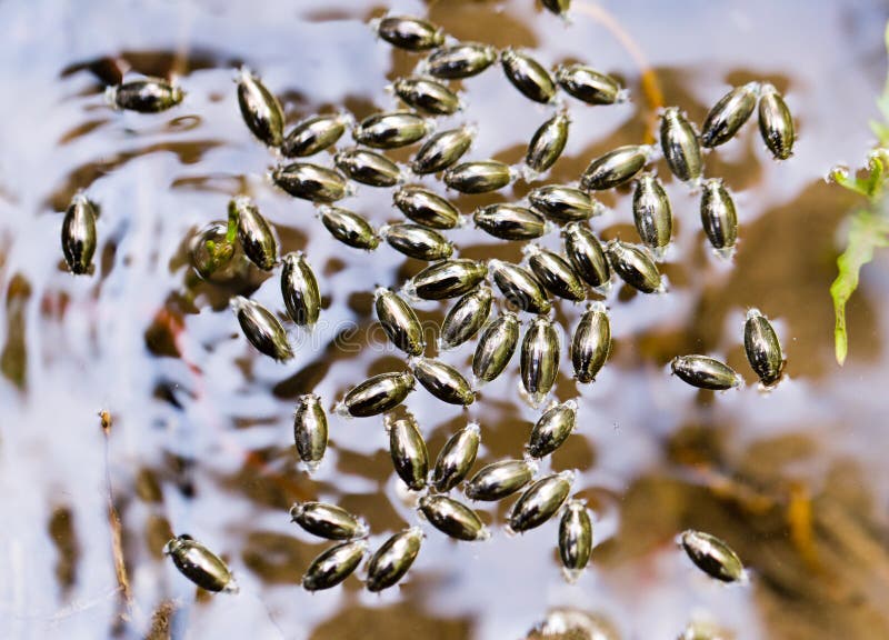 Small Bugs on the Surface of the Water Stock Image - Image of lake ...