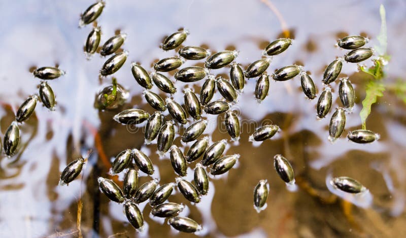 Small Bugs on the Surface of the Water Stock Image - Image of wildlife ...