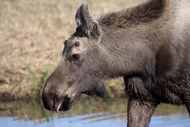 Small Bull Moose stock image. Image of horn, wildlife - 22593405