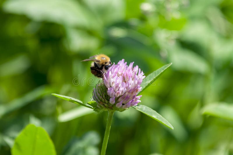 Small Bumblebee on a Clover Stock Image - Image of bumblebee, macro ...