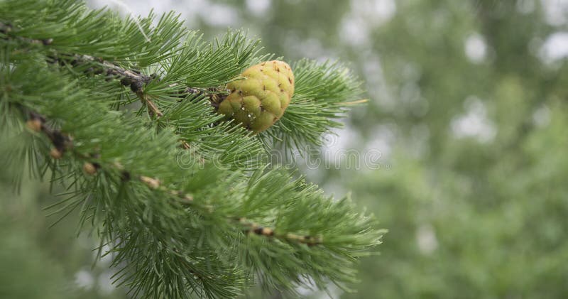 A Small Bump on a Fir Branch Stock Image - Image of drop, soft: 202167005