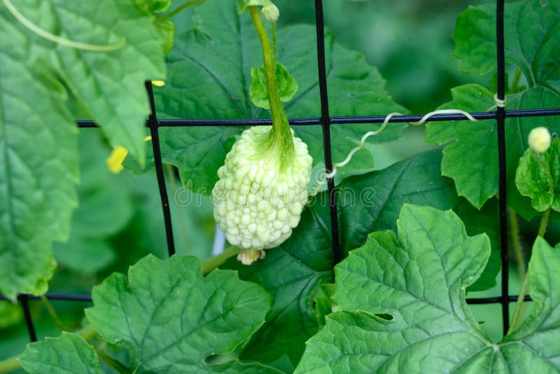 Small Bumpy White Squash Beginning To Grow on a Plant Support Structure ...