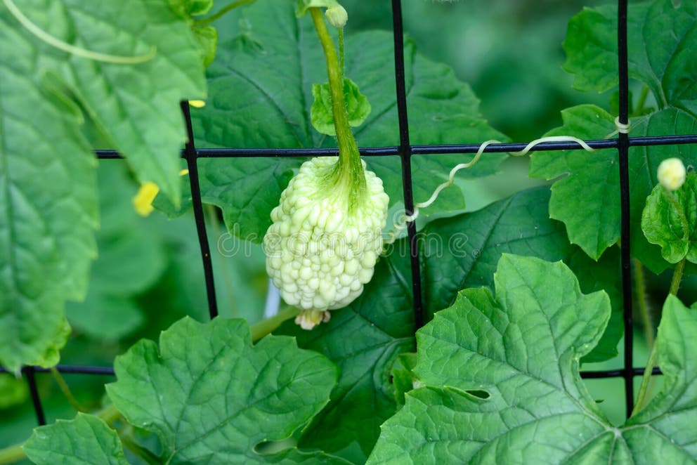 Small Bumpy White Squash Beginning To Grow on a Plant Support Structure ...