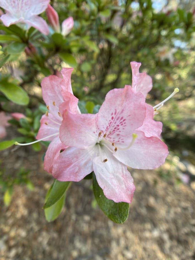 3 Azaelas stock photo. Image of away, azaleas, bunch - 247085232