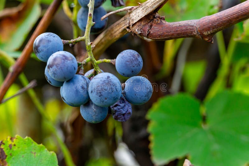 A Small Bunch of Blue Grapes Grows on a Vine Stock Photo - Image of ...