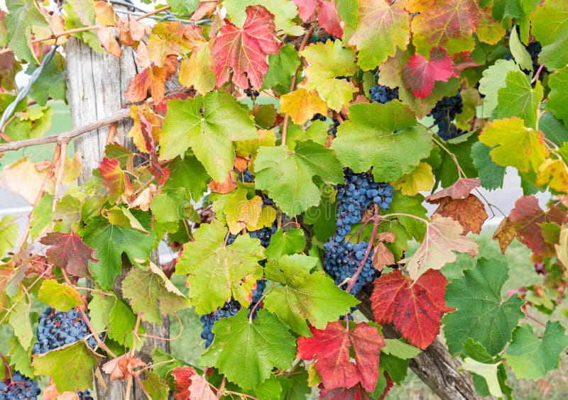 Small bunch of grapes stock image. Image of fall, grape - 60226151