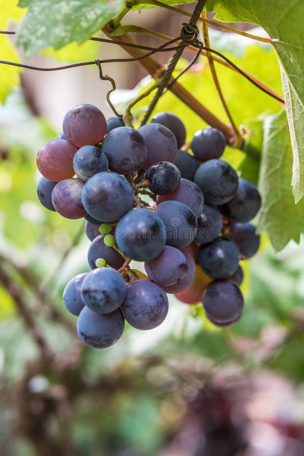 Fresh grapes on the tree stock image. Image of nature - 245771061
