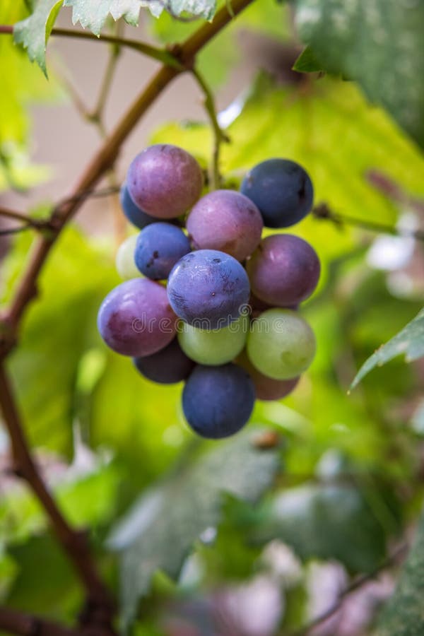 Fresh grapes on the tree stock photo. Image of grape - 245771066