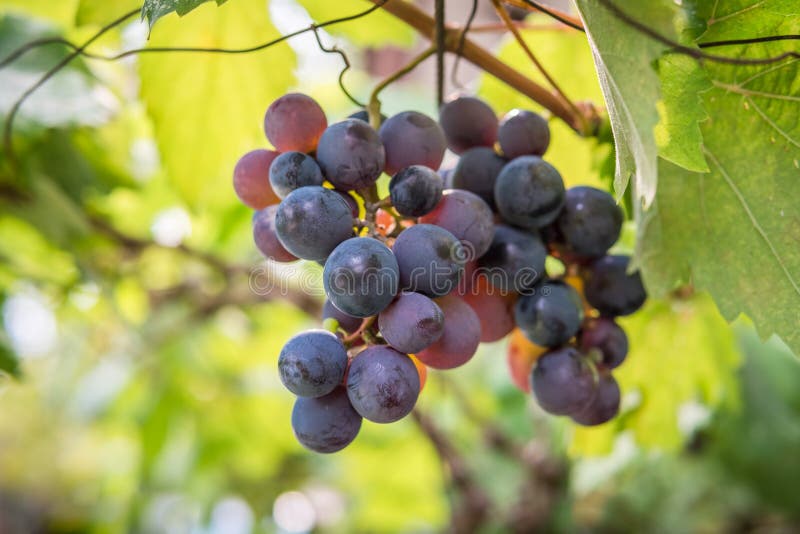 Fresh grapes on the tree stock photo. Image of closeup - 245771074