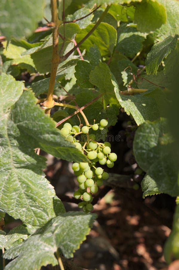 Small Bunch of Grapes Growing during the Summer among the Branches of ...