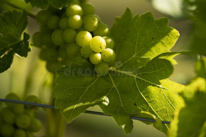 Small Bunch of Grapes and Leaf Stock Photo - Image of deciduous ...