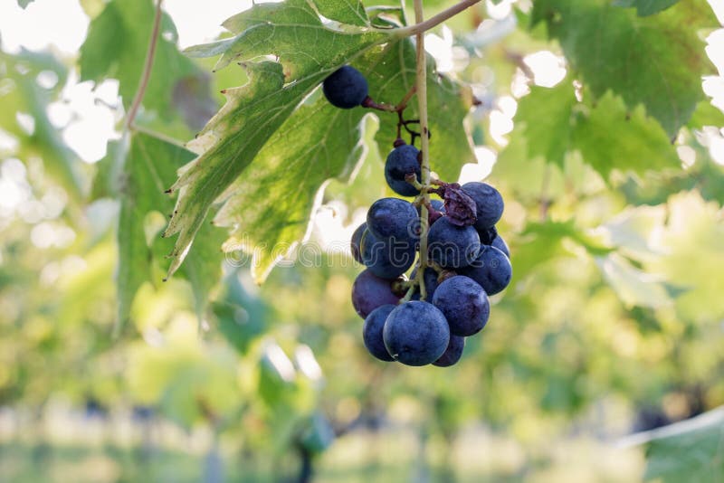 A small bunch of grapes stock image. Image of grape - 232929403