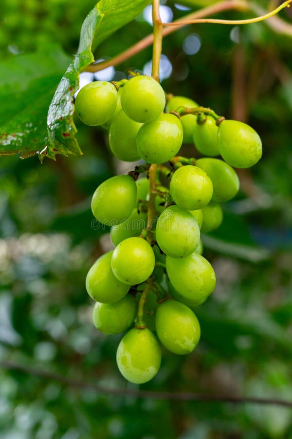 A Small Bunch of Green Grapes Close-up Stock Photo - Image of vineyard ...