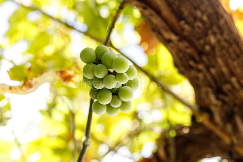 Small Bunch of Green Grapes in the Vine Stock Photo - Image of autumn ...