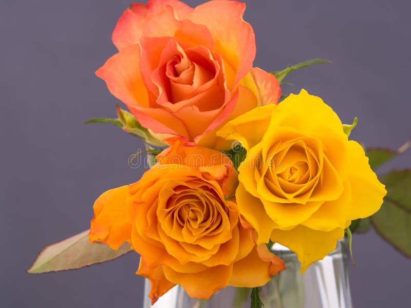 Small Bunch of Orange and Yellow Colored Roses Stock Photo - Image of ...