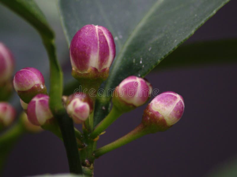 Pink buds of lemon tree stock image. Image of flowers - 187877599