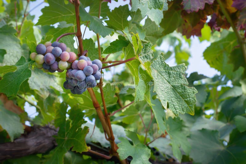 Small Bunch of Ripening Red Grapes Stock Photo - Image of growth ...