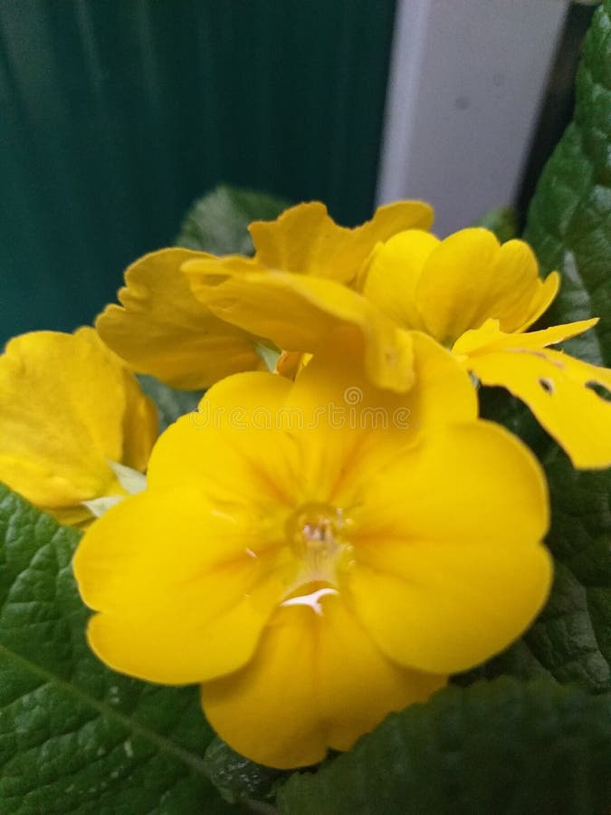 Yellow primula stock photo. Image of beautiful, botanical - 90125682