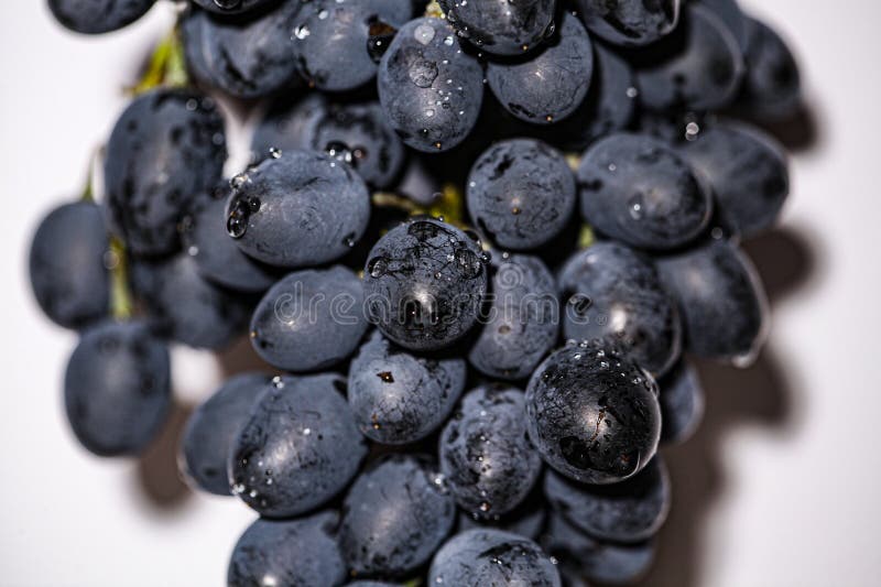 Small Bunches of Blue Grapes with Leaves Set Isolated on White ...