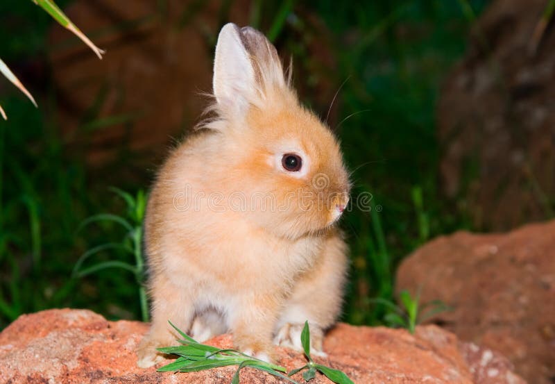 Bunny Picture. Image: 4562790
