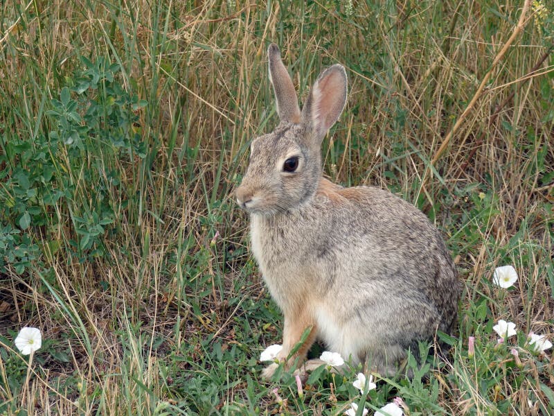 A small bunny in a meadow stock photo. Image of tall - 45844984