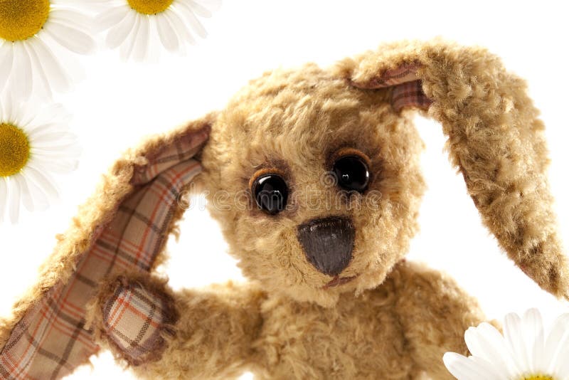 Small Bunny Soft Toy Withdaisy Flowers Stock Image - Image of looking ...