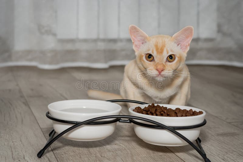 A Small Burmese Kitten Eats Dry Food from a Bowl Stock Photo - Image of ...